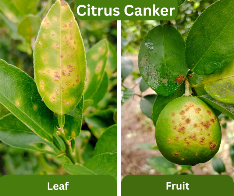 8 Colossal Citrus Pests and Diseases