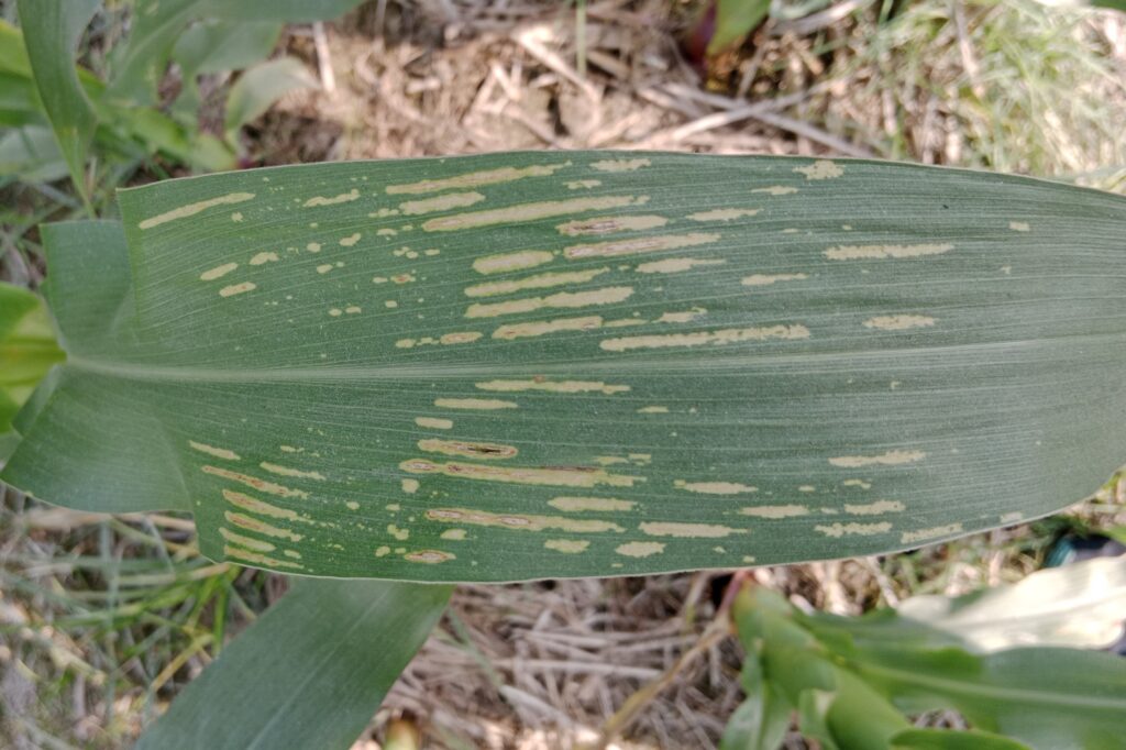 Ultimate Guide to Grey Leaf Spot of Maize Management